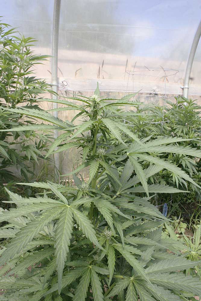 Oregon marijuana racketeering lawsuit settled | East Oregonian