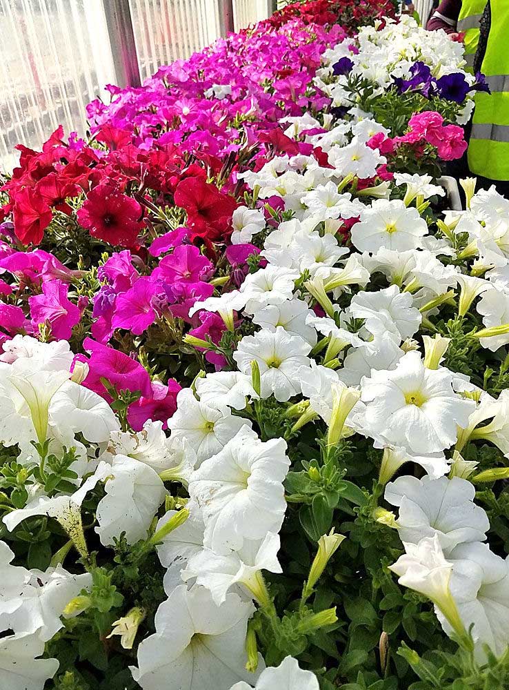 Plant sales bloom with color | East Oregonian