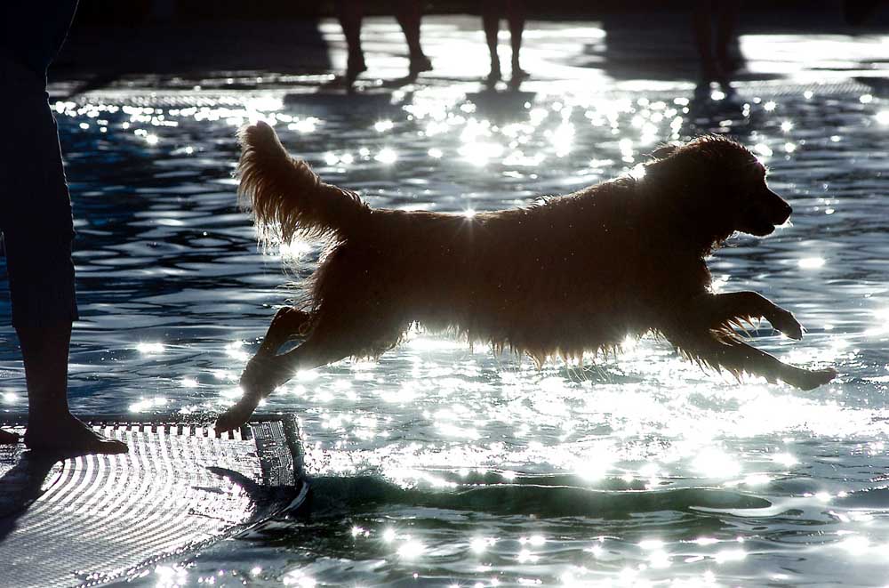 Pendleton pool goes to the dogs | East Oregonian