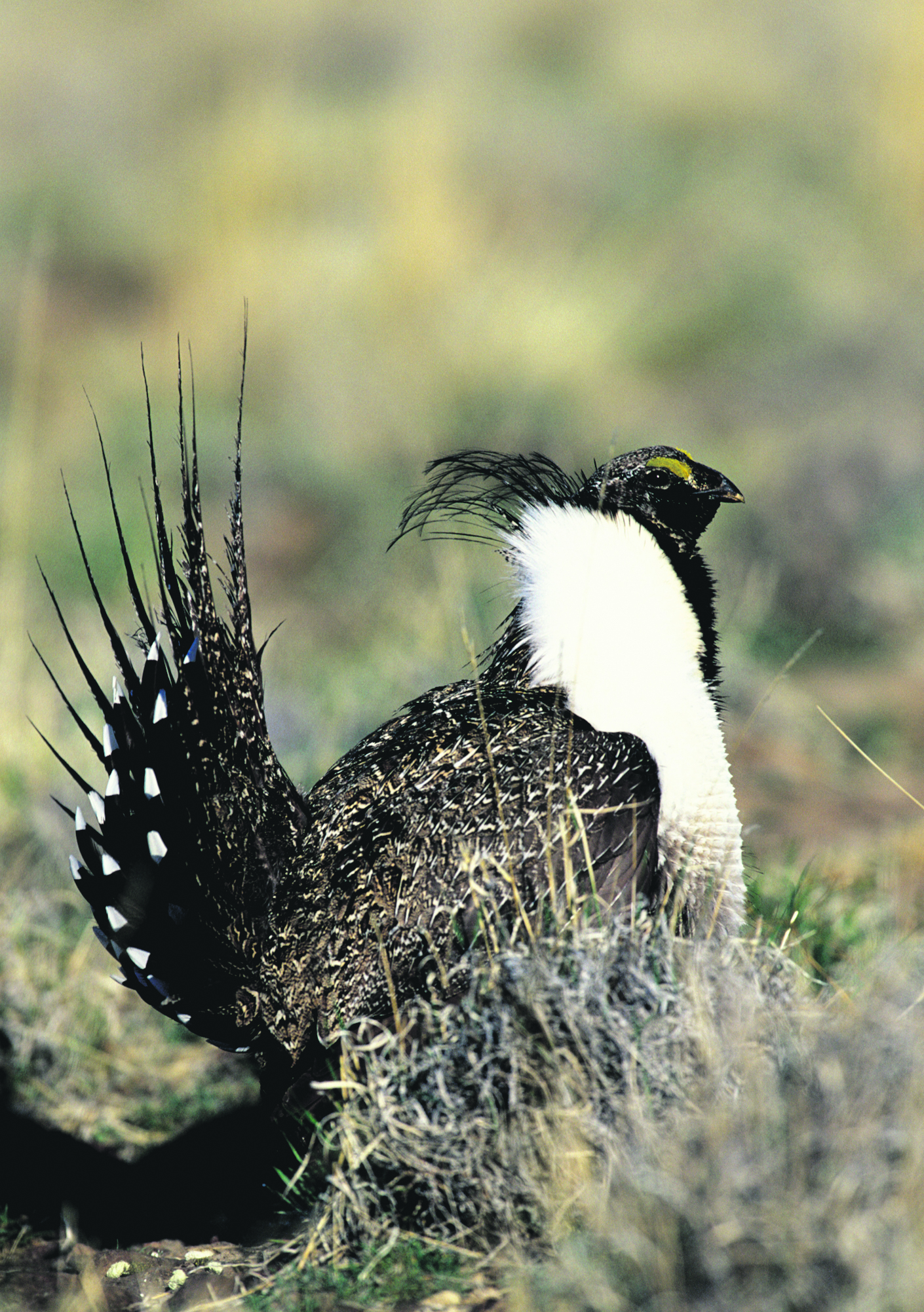 Sage grouse habitat funded | East Oregonian