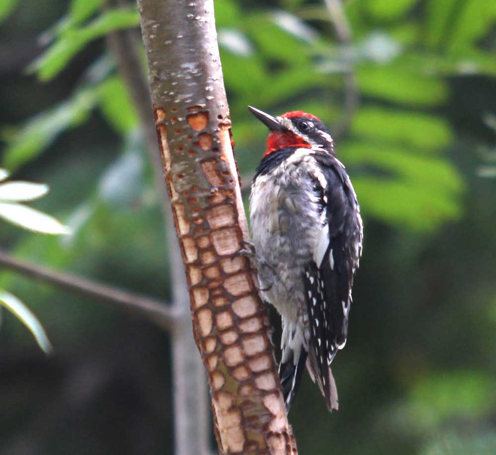 9 hours a birdwatcher | East Oregonian