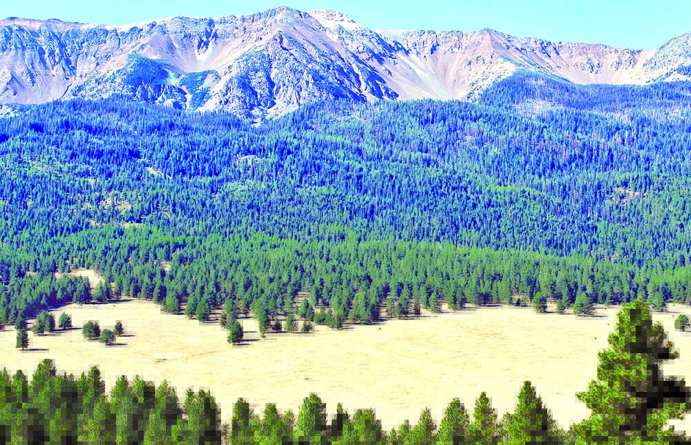 Northeast Oregon forests get nod for carbon sequestration | East Oregonian