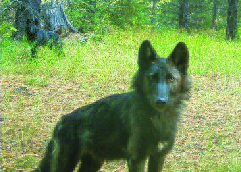Wolves in last several weeks kill 9 livestock in E. Oregon | East Oregonian