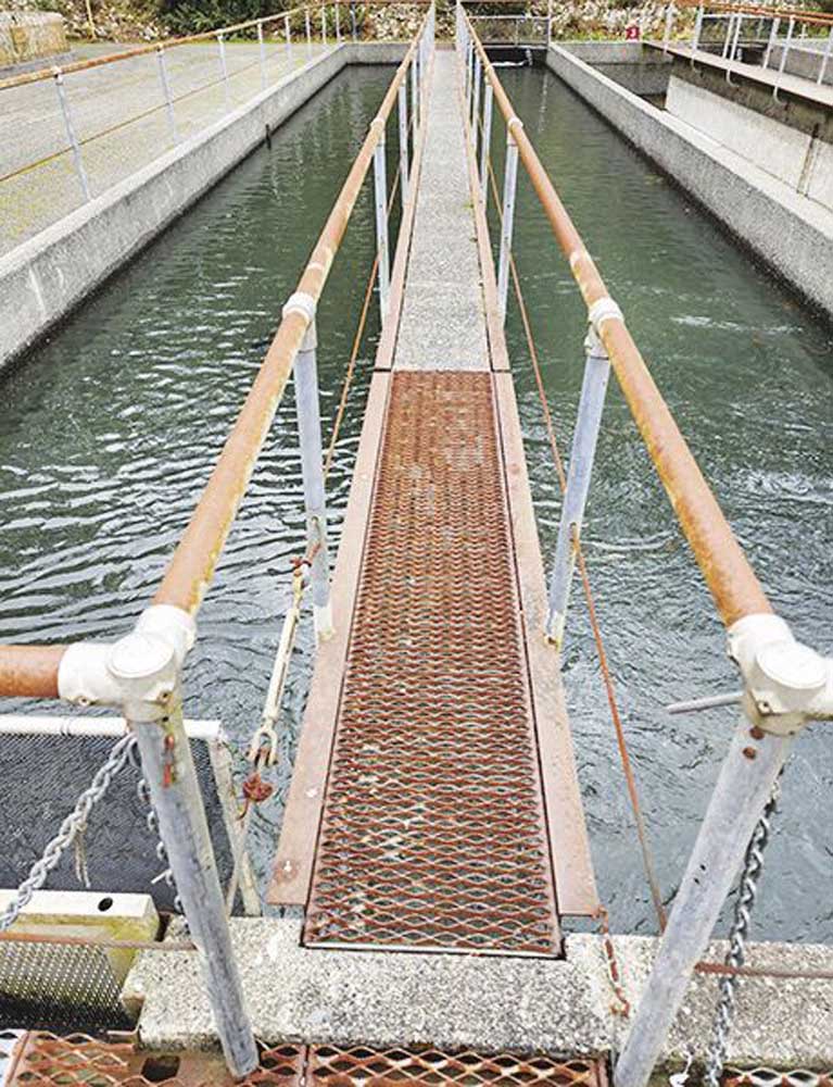 Parasite kills rainbow trout at three Oregon hatcheries | East Oregonian