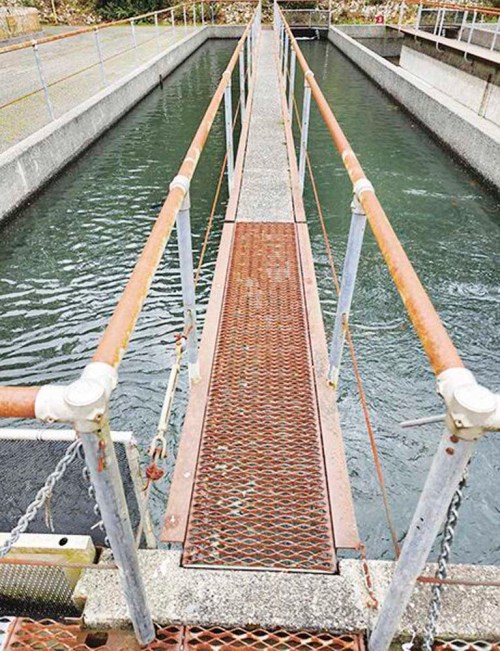 Parasite kills rainbow trout at three Oregon hatcheries | East Oregonian