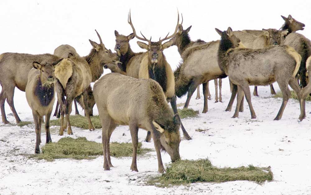 Elk numbers down at feedings sites in Baker, Union counties | East ...