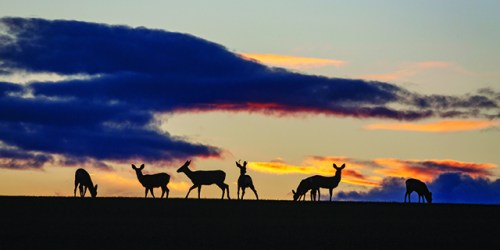 ODFW proposes changes to mule deer hunt units in 2026 | East Oregonian