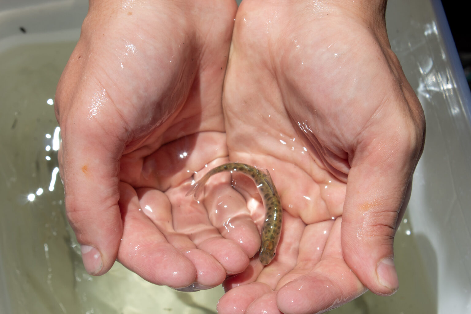 Oregon Department of Fish and Wildlife’s list of species at risk surpasses 300 | East Oregonian