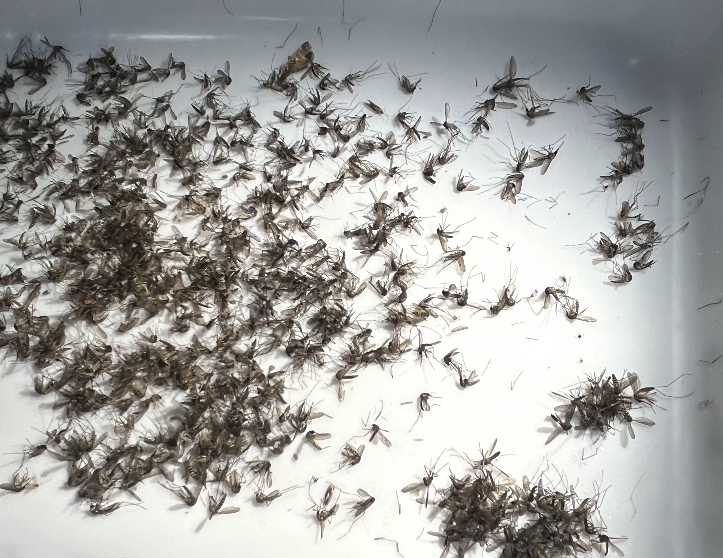 Mosquito swarm prompts warnings across Umatilla, Morrow counties | East ...