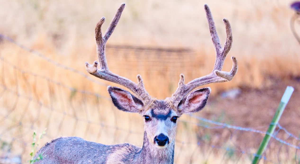 Major changes in mule deer hunts could start in 2026 | East Oregonian