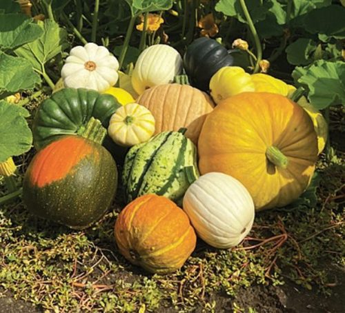 Taylor Pumpkin Patch opens for autumn adventure | East Oregonian