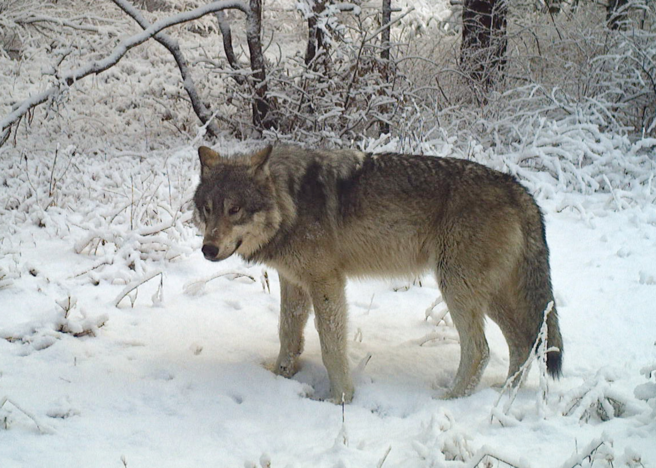 Wolves have killed calves in Baker, Morrow, Grant, Umatilla, Wallowa ...